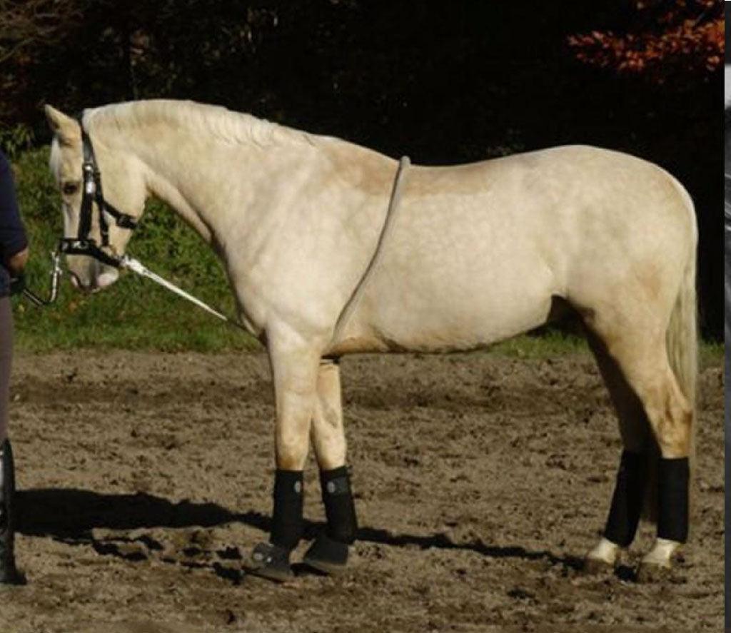 Lunging Ropes - | Wilsun