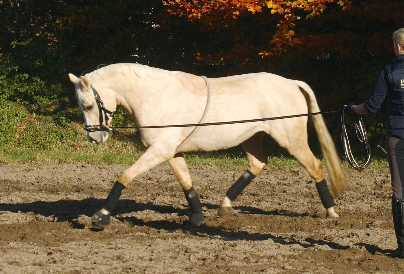 Lunging Ropes - | Wilsun